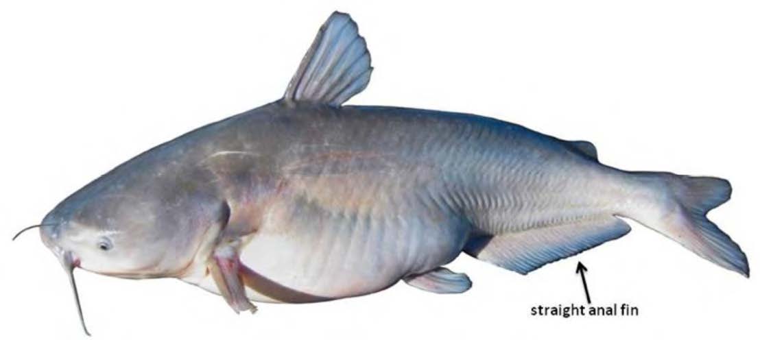 Blue Catfish | Mississippi Department of Wildlife, Fisheries, and Parks